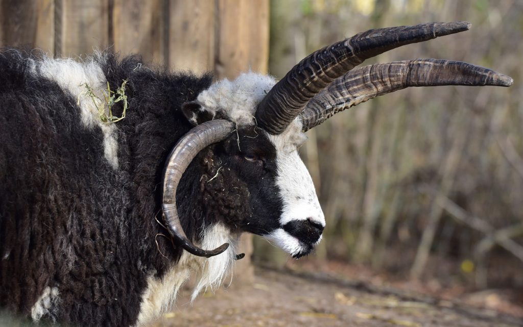 Unsere Paarhufer im Tierpark Stadt Haag - alle Tiere und Merkmale